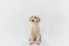 Our Dogs | Licenced Breeders Puppies | Reputable Puppy Breeders