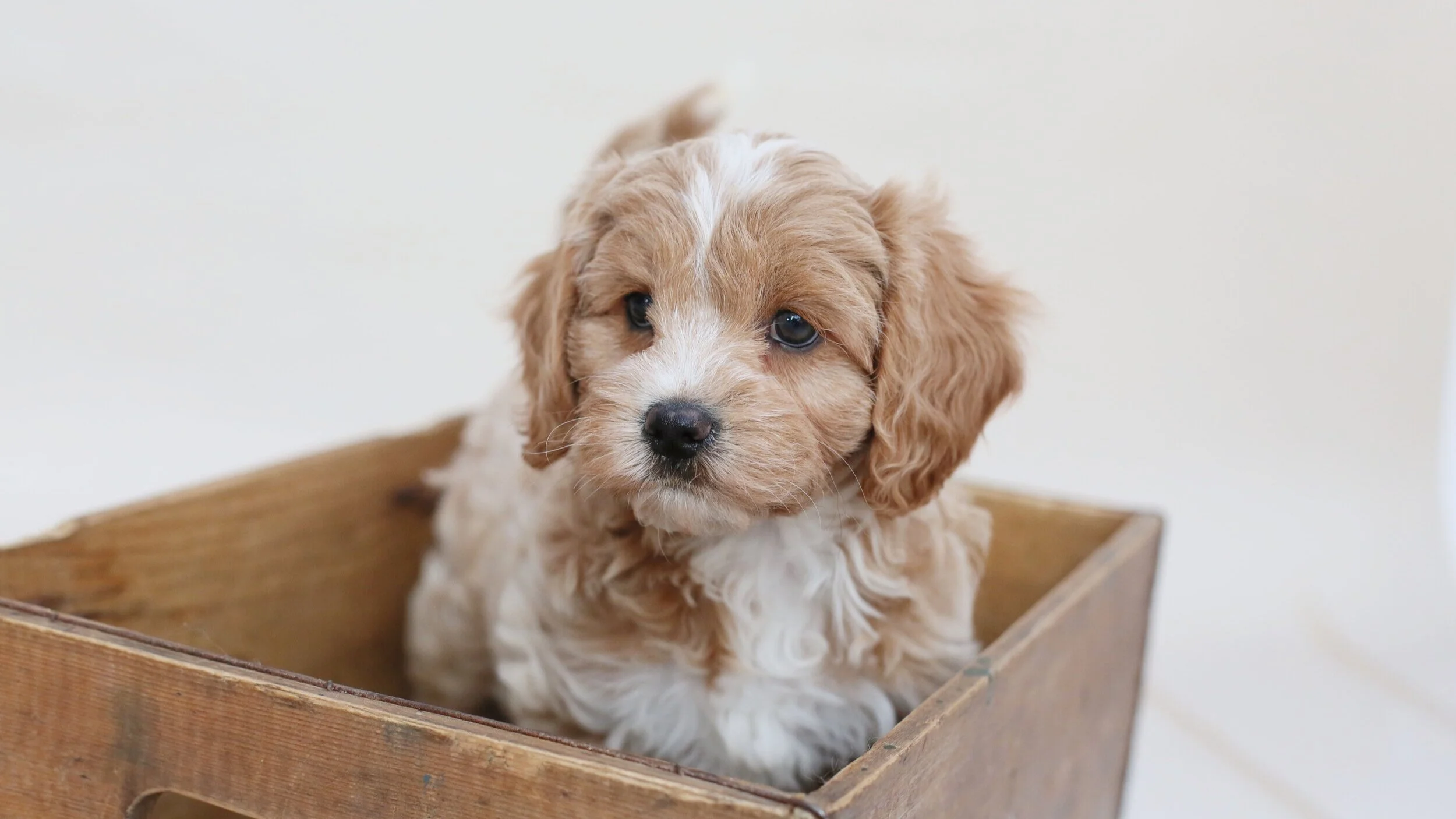 Cavapoos | Qualified Breeders Cavapoo UK