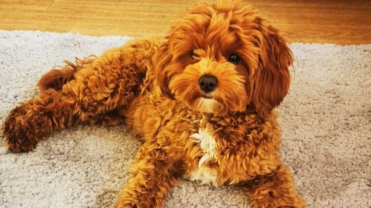 Cavapoochons | Licensed Breeders Cavapoochon UK