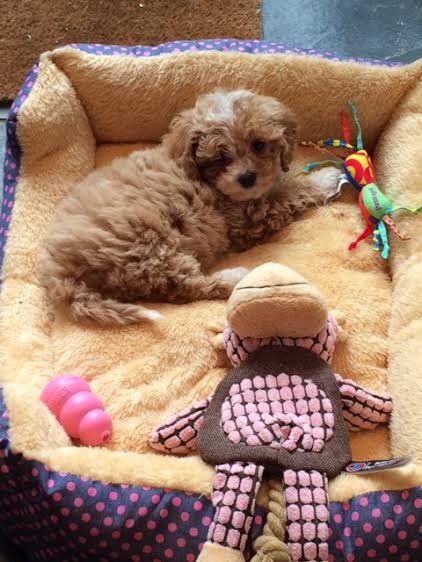 Cavapoochons | Licensed Breeders Cavapoochon UK