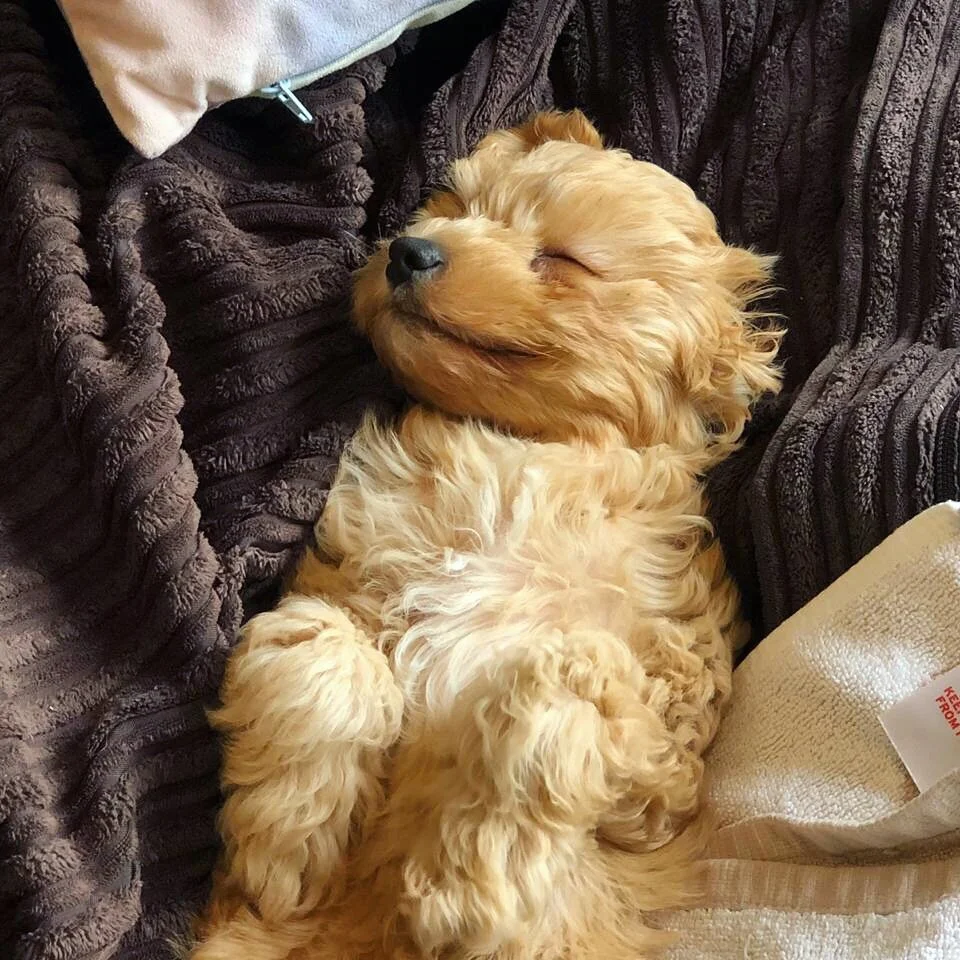 Cavapoochons | Licensed Breeders Cavapoochon UK