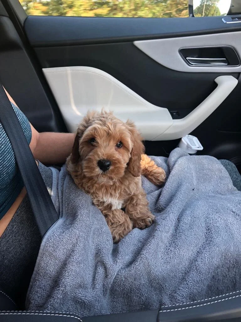 Cavapoochons | Licensed Breeders Cavapoochon UK