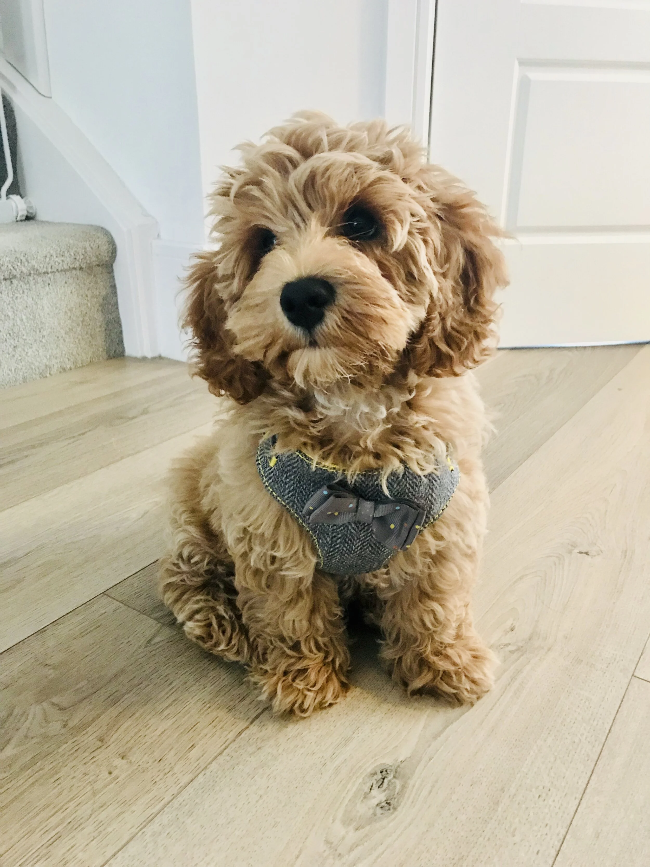 Cavapoochons | Licensed Breeders Cavapoochon UK