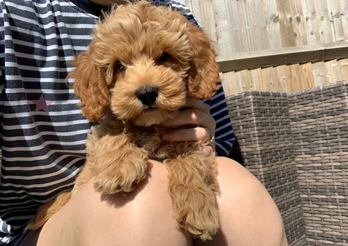 Cavapoochons | Licensed Breeders Cavapoochon UK