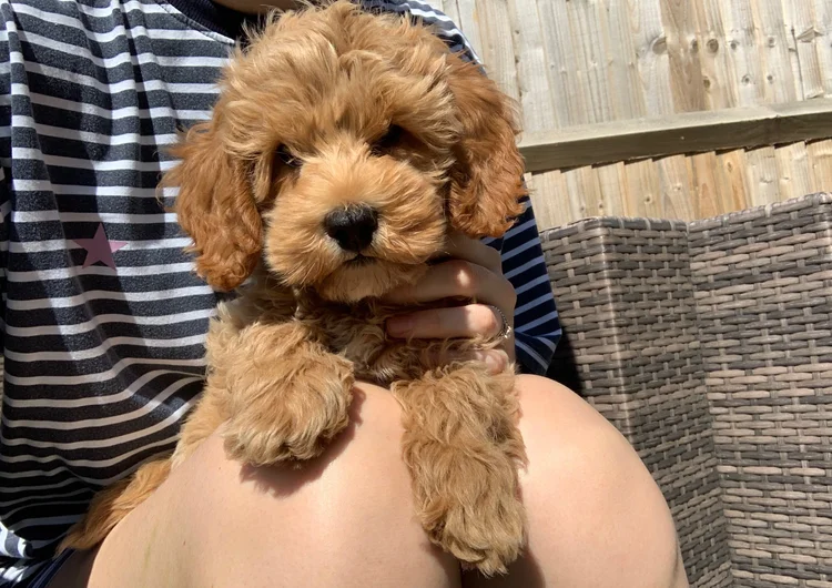 Cavapoochons | Licensed Breeders Cavapoochon UK