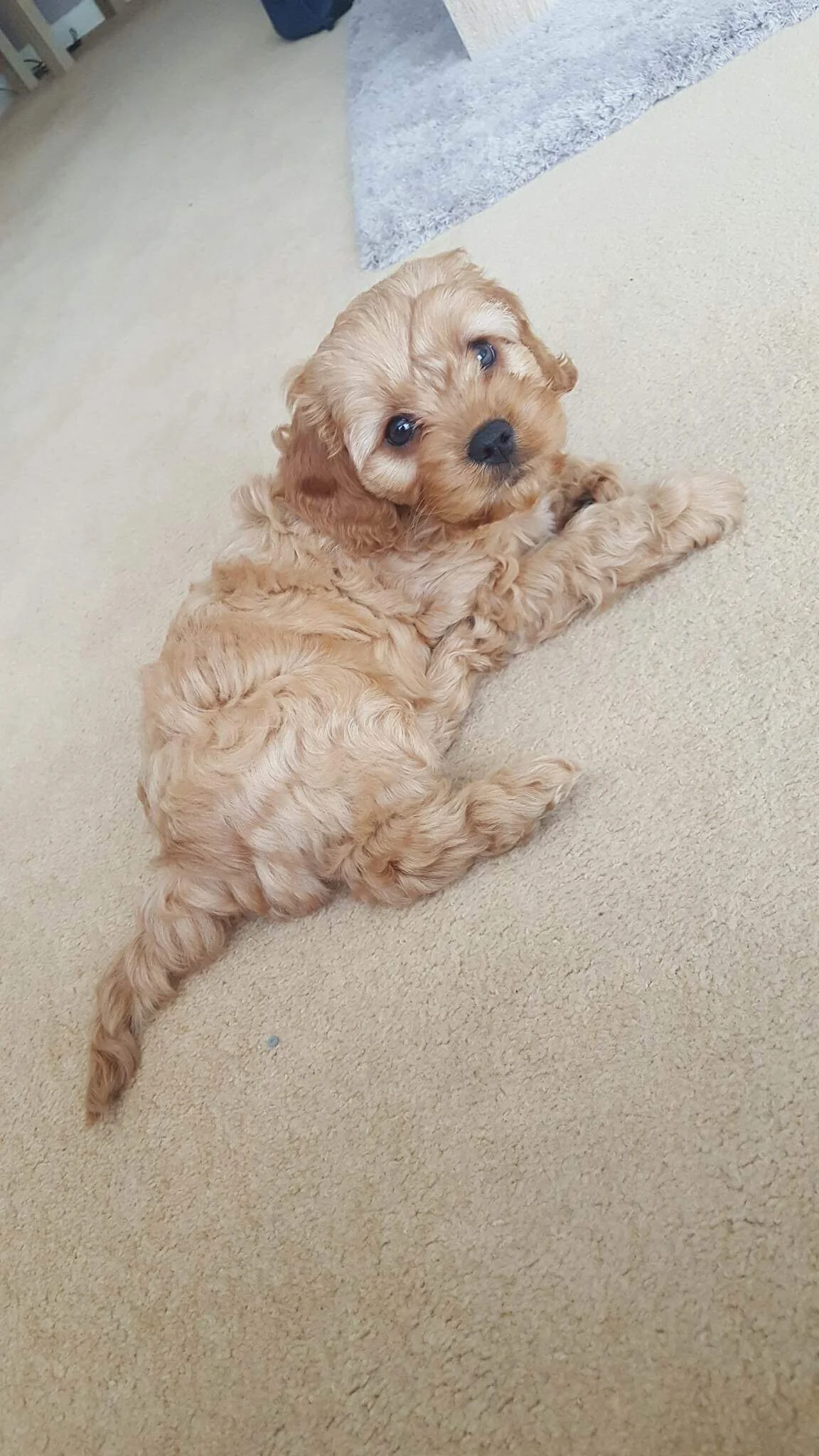 Cavapoochons | Licensed Breeders Cavapoochon UK