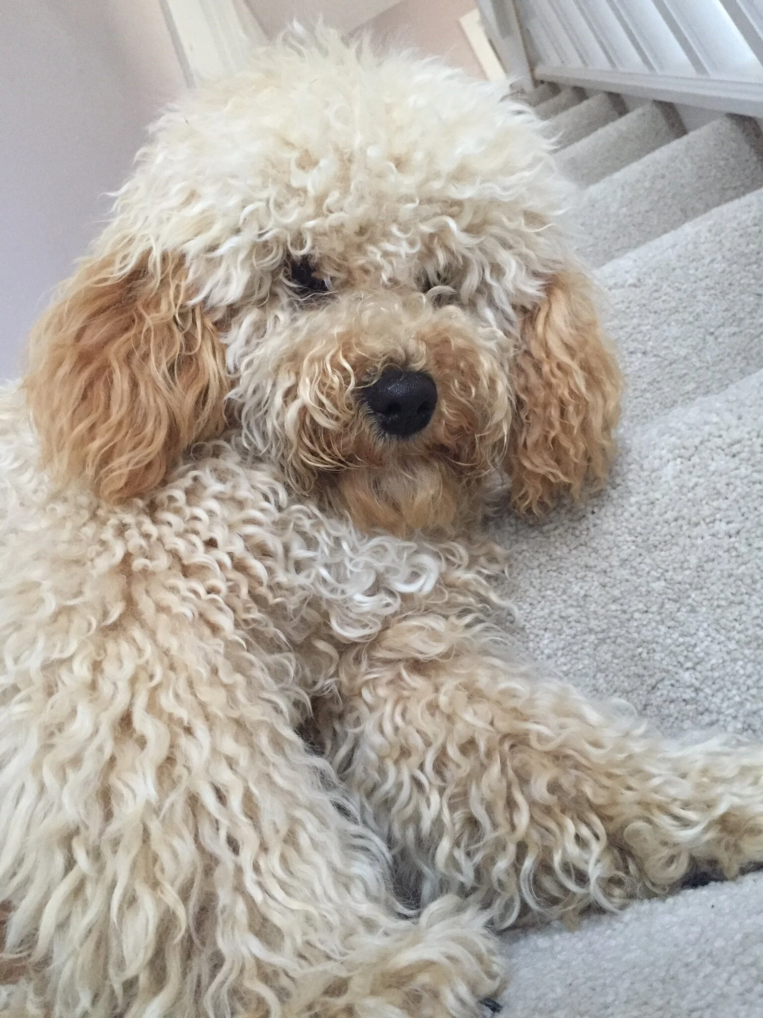 Cavapoochons | Licensed Breeders Cavapoochon UK