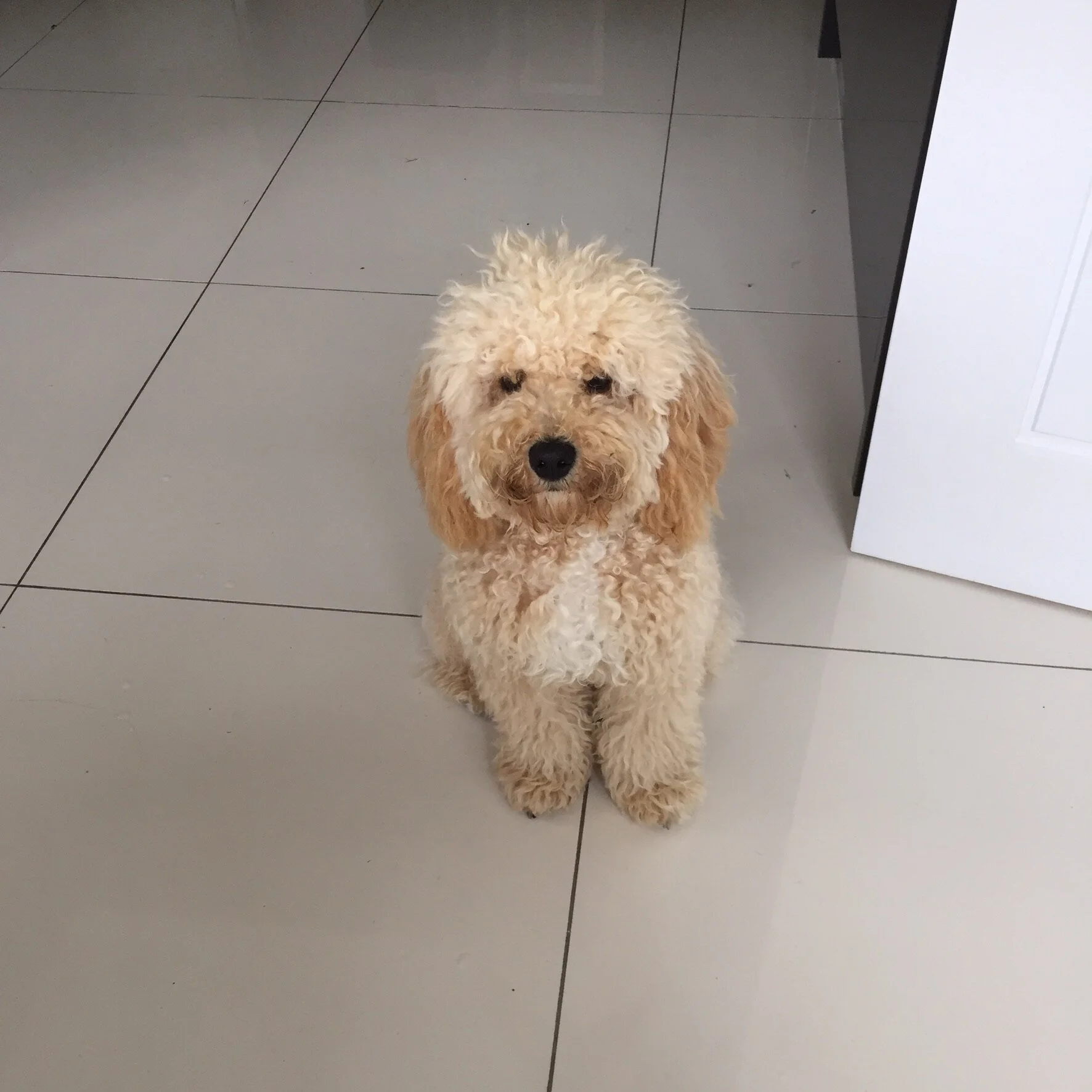 Cavapoochons | Licensed Breeders Cavapoochon UK