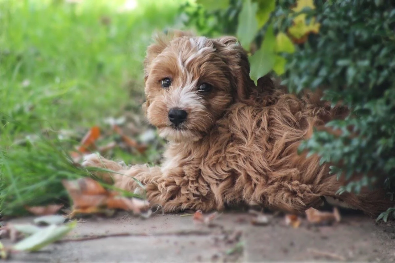 Cavapoochons | Licensed Breeders Cavapoochon UK