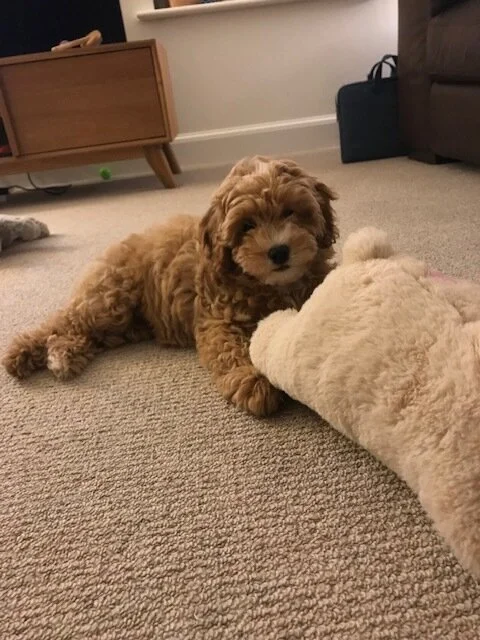 Cavapoochons | Licensed Breeders Cavapoochon UK