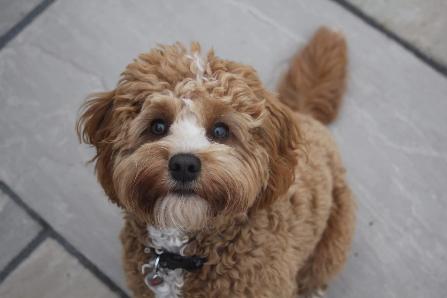 Cavapoochons | Licensed Breeders Cavapoochon UK