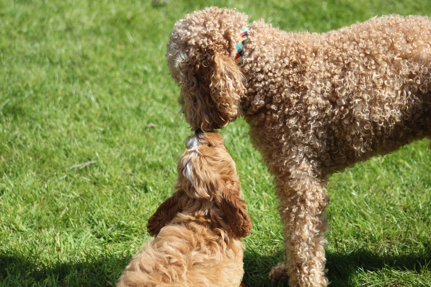 Cavapoochons | Licensed Breeders Cavapoochon UK