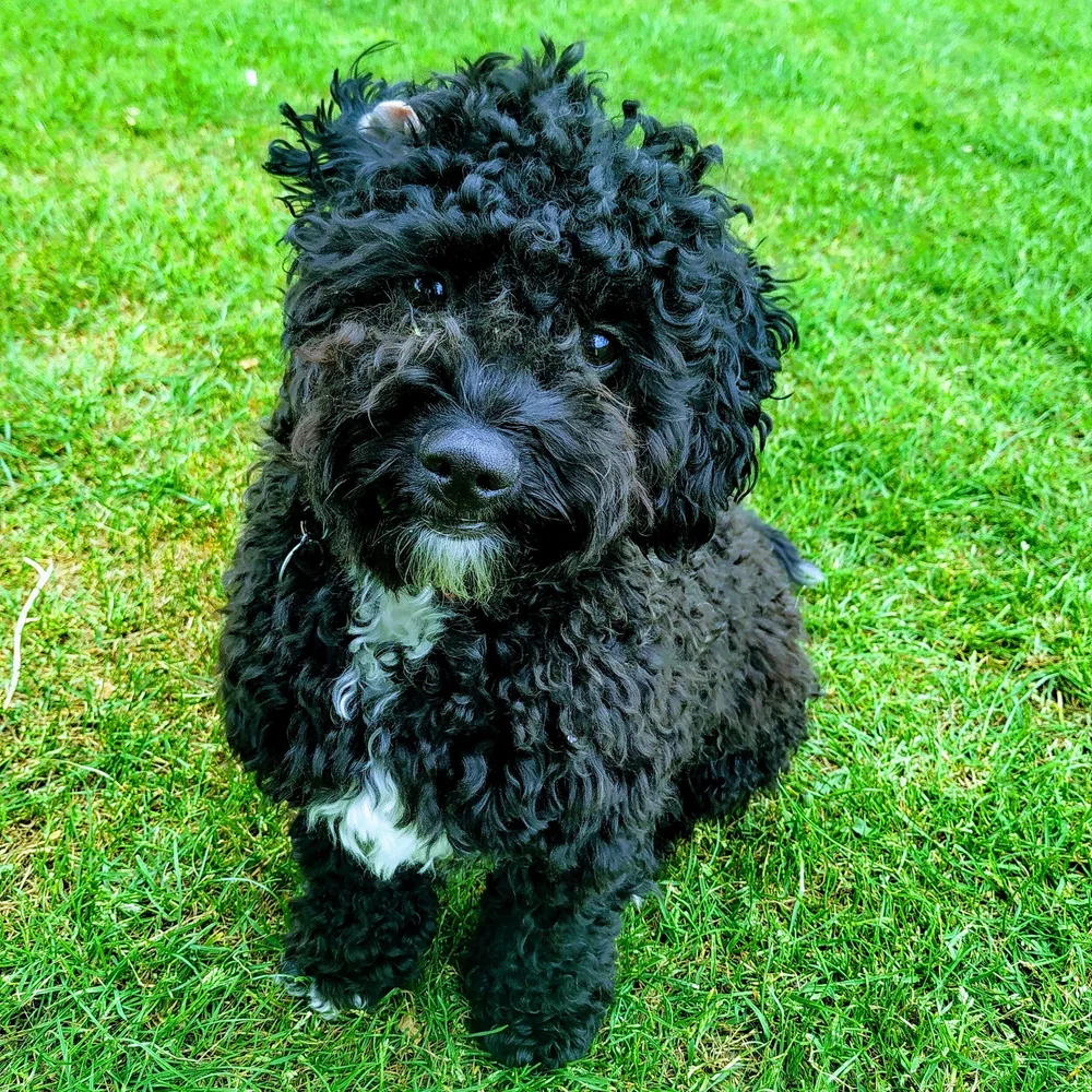 Cavapoochons | Licensed Breeders Cavapoochon UK