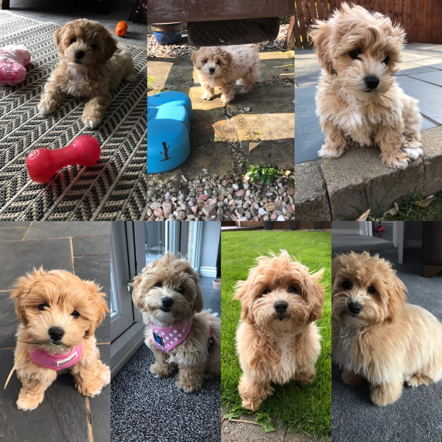 Cavapoochons | Licensed Breeders Cavapoochon UK