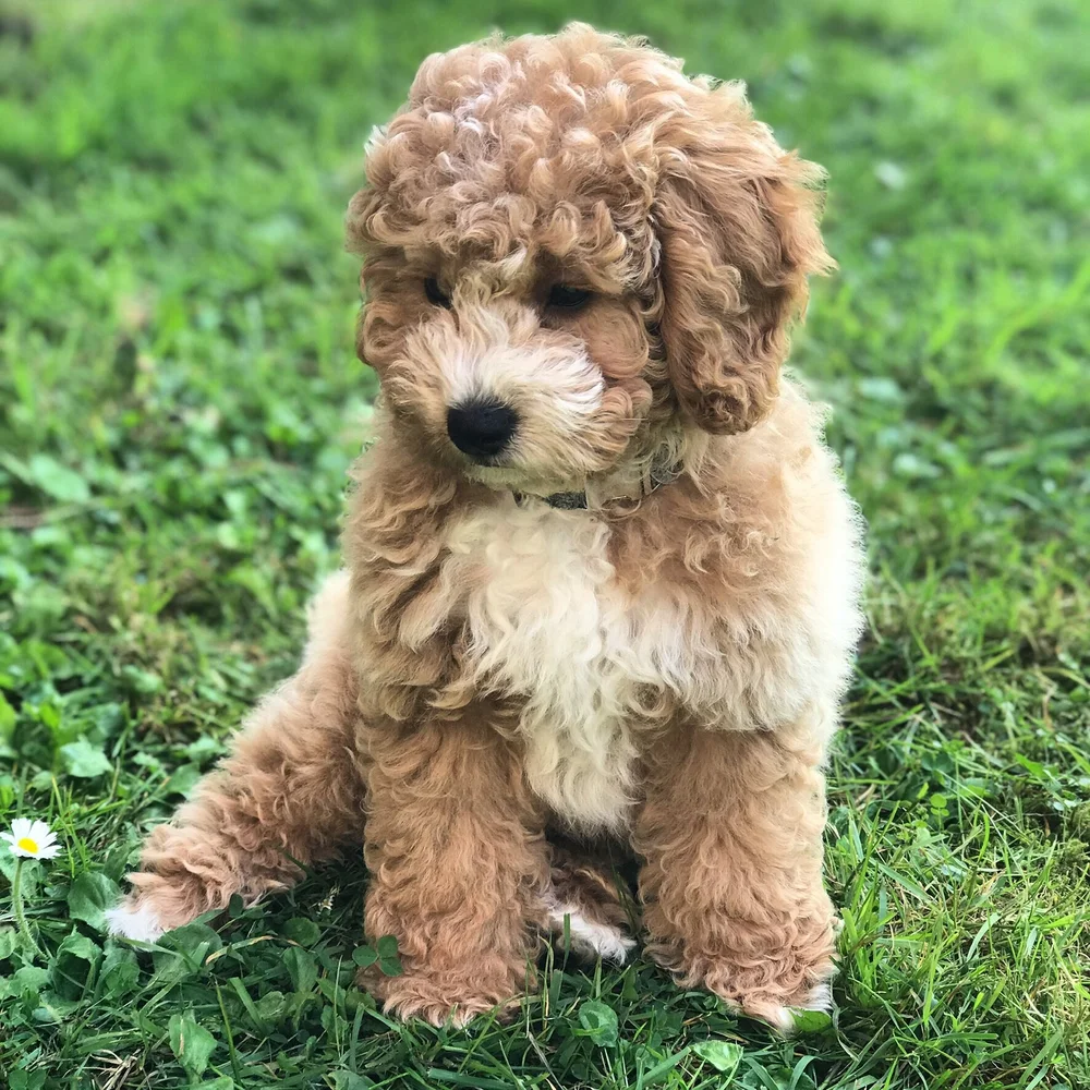 Cavapoochons | Licensed Breeders Cavapoochon UK