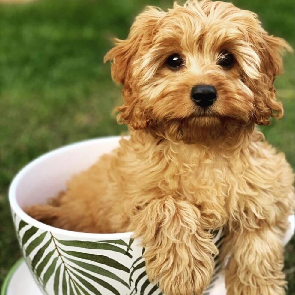 Colours | Luxury Cavapoochon | Luxury Cockapoos