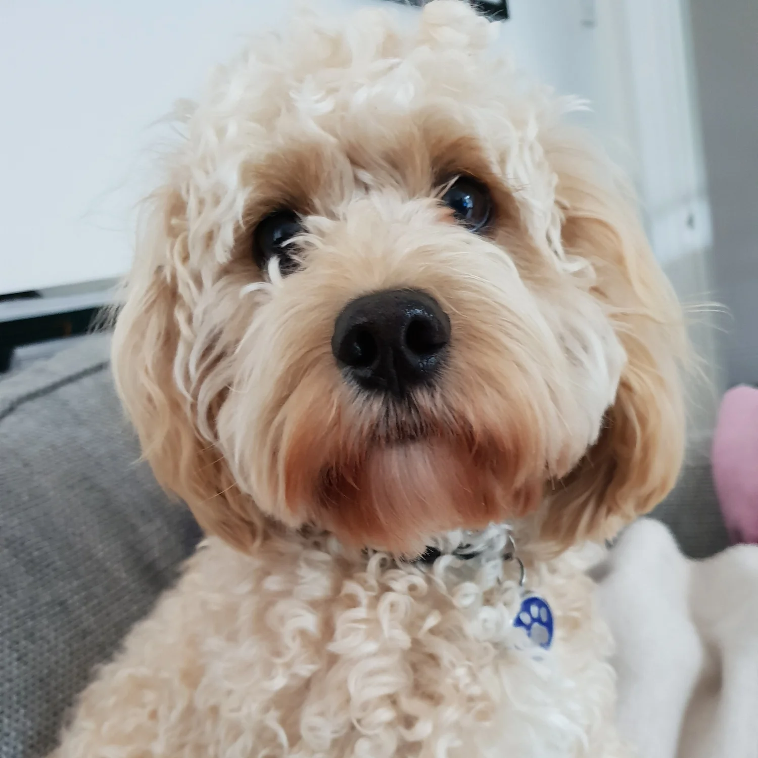 Colours | Luxury Cavapoochon | Luxury Cockapoos