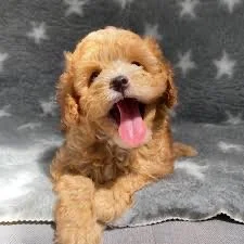 Beautiful GOLDEN & apricoT Cockapoo puppies for sale