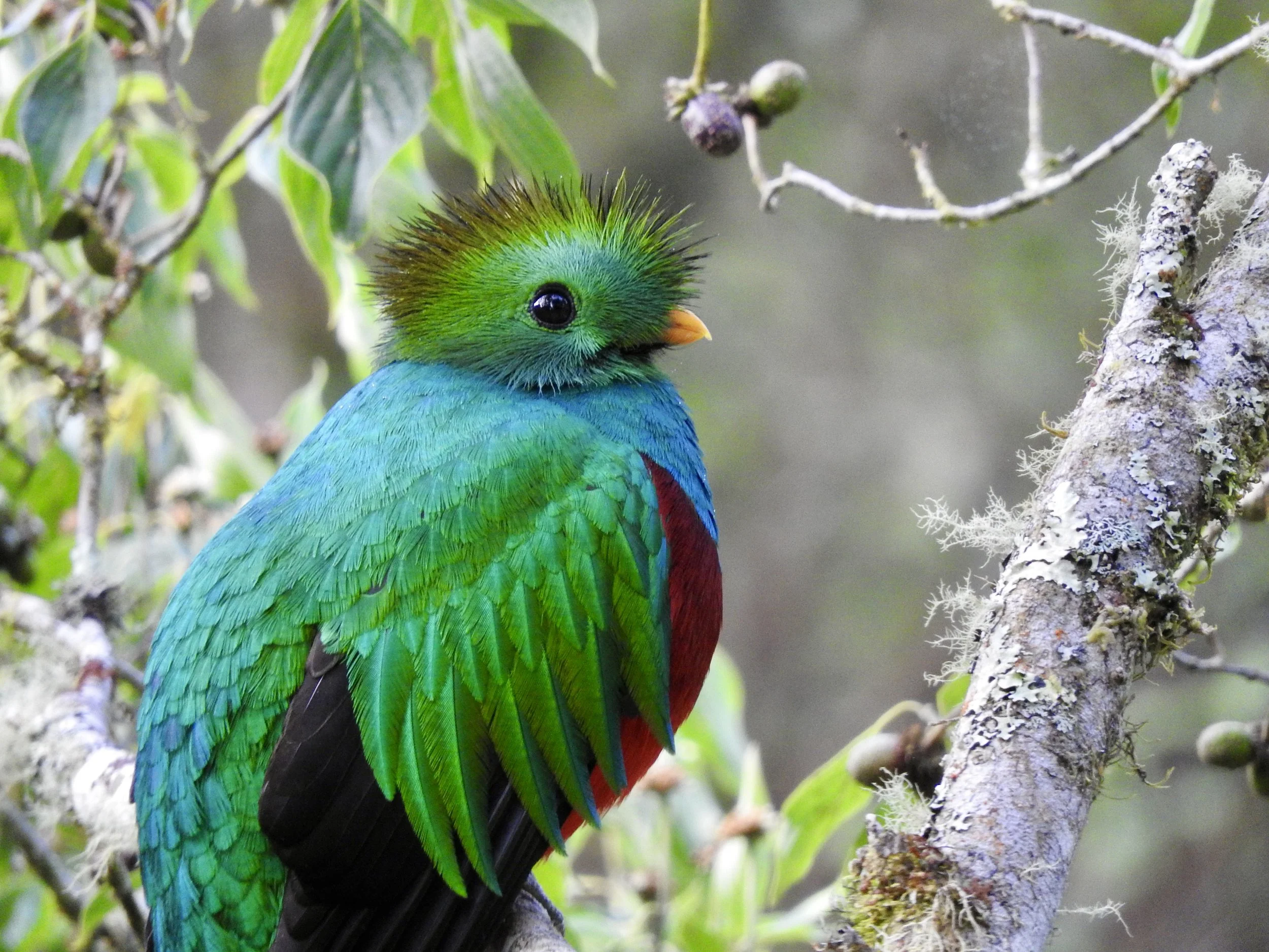 Birding Costa Rica Quetzals Hummingbirds And A Dipped Wood Partridge