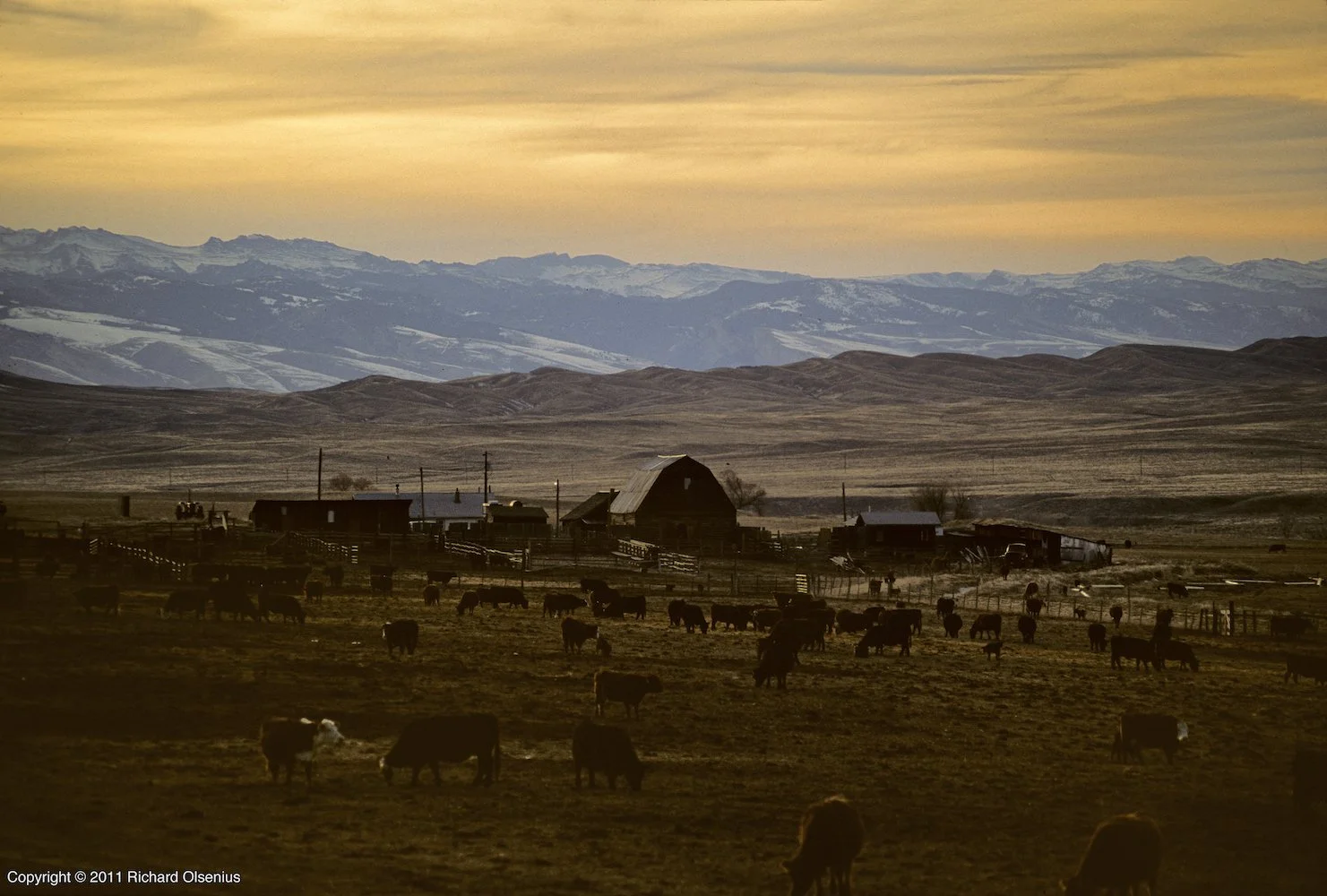 An American Cowboy portfolio by Richard Olsenius, collected doing ...