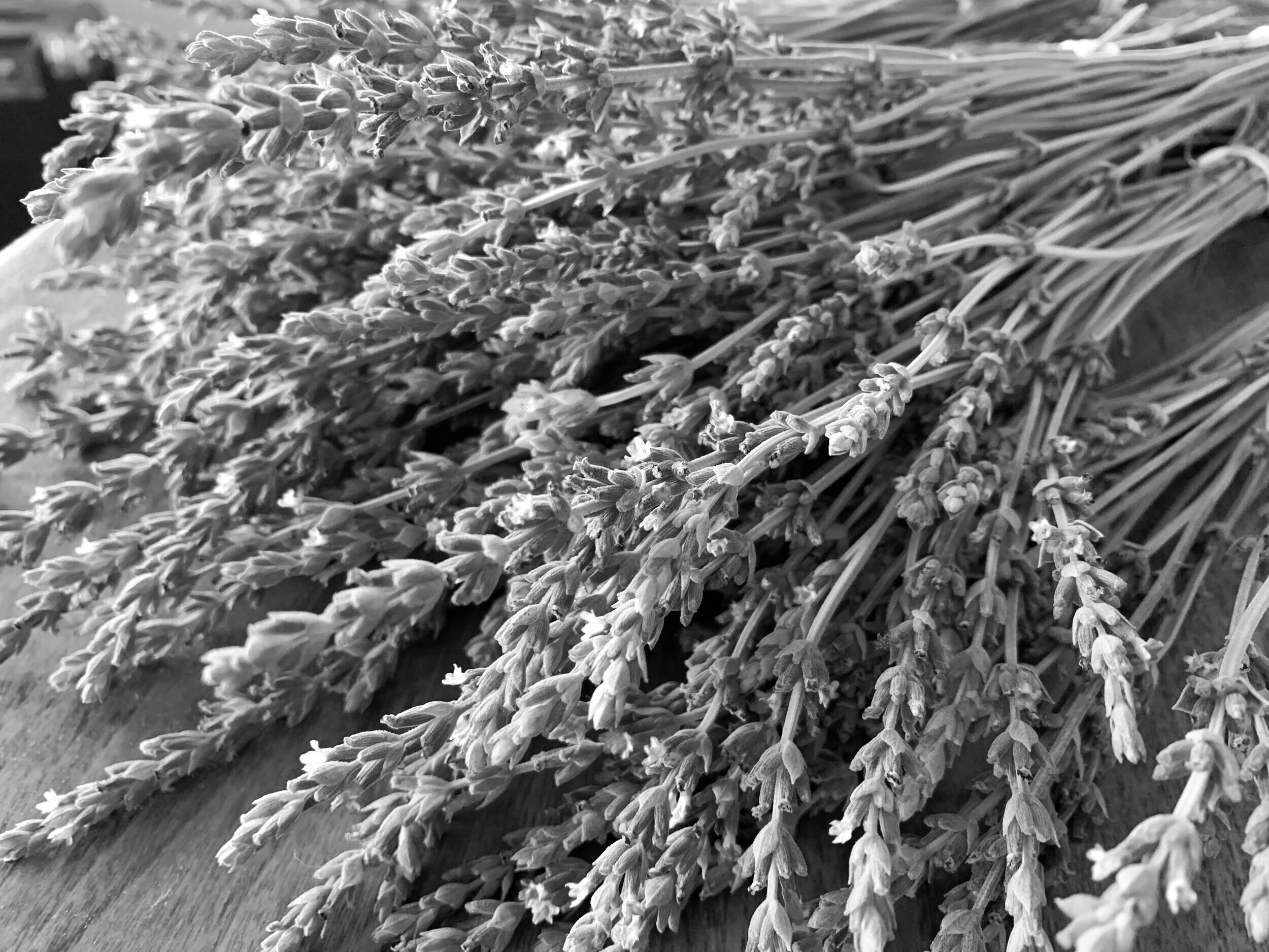 Hambly Lavender Farm - Farm tours, products, and experiences. Paso ...