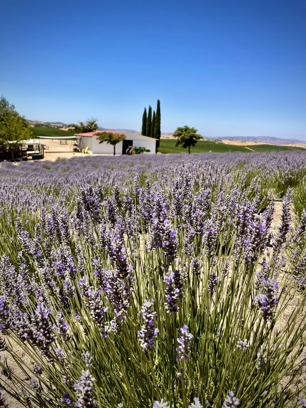 Visit the Farm - Hambly Lavender Farm