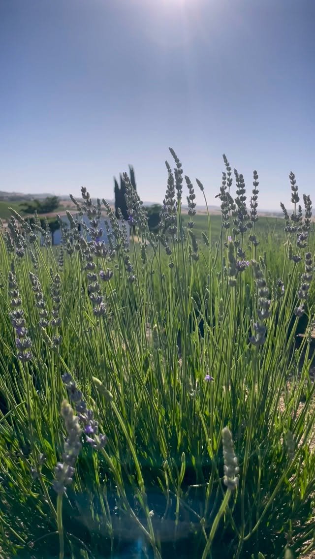 5-Minute Lavender Rituals for Busy Women | Simple Daily Calm - Hambly ...