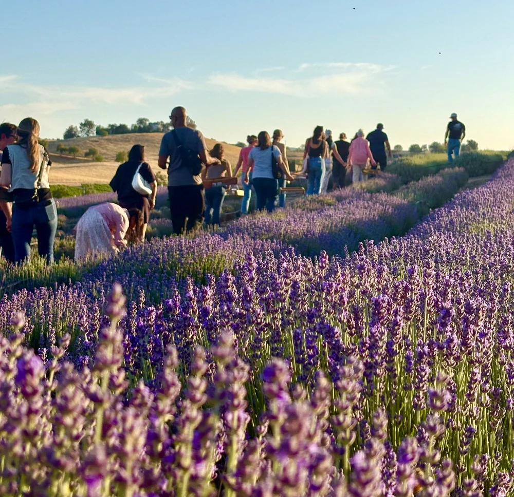 Plan Your Visit | Hambly Lavender Farm — U-Pick, Tours & Sunset ...