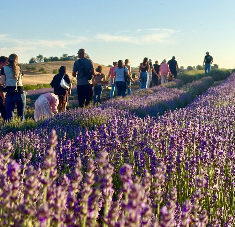 Plan Your Visit | Hambly Lavender Farm — U-Pick, Tours & Sunset ...
