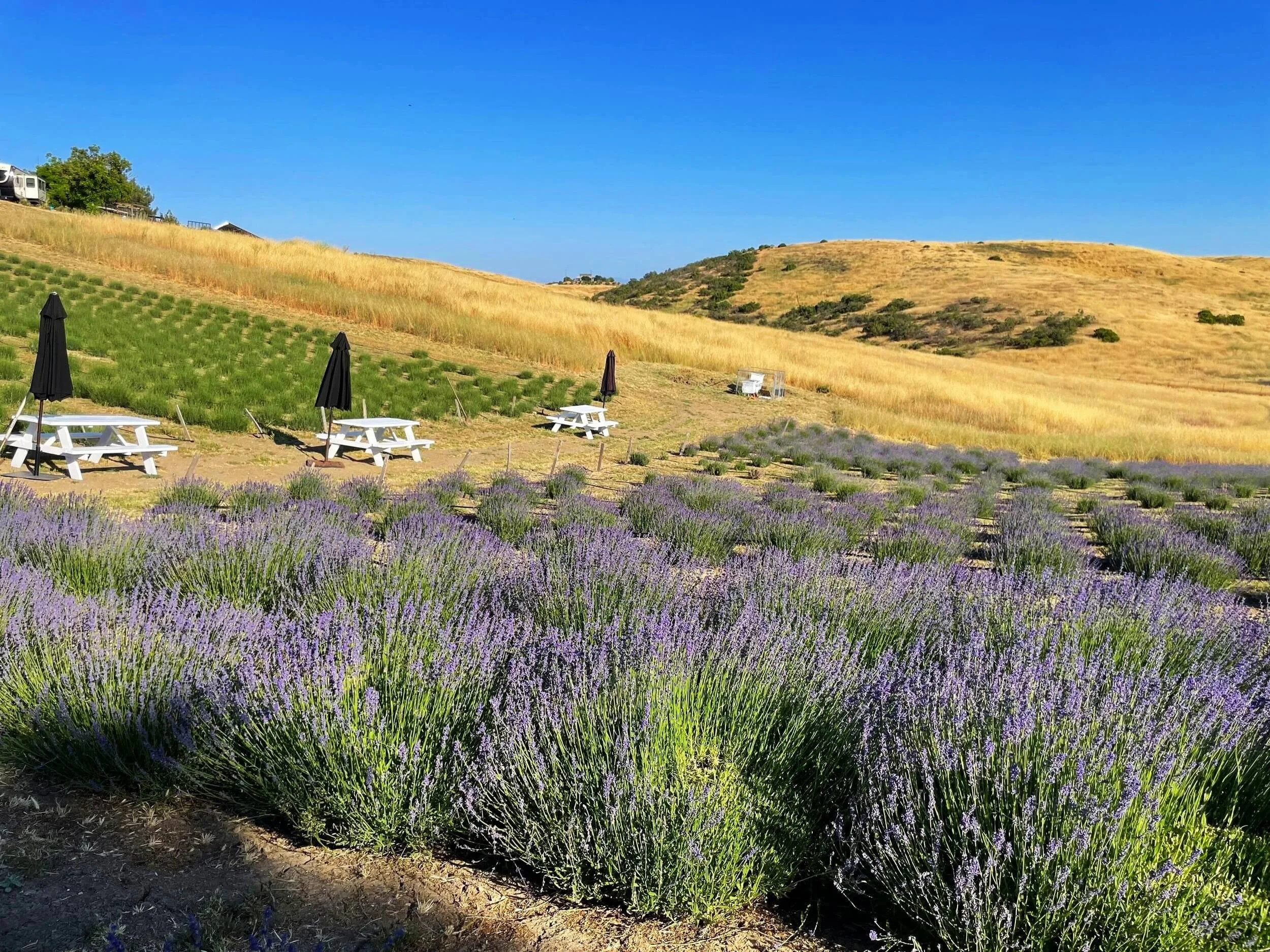 Hambly Lavender Farm - Lavender Farm U-Pick, lavender skin care, lavender workshops. Honey ...
