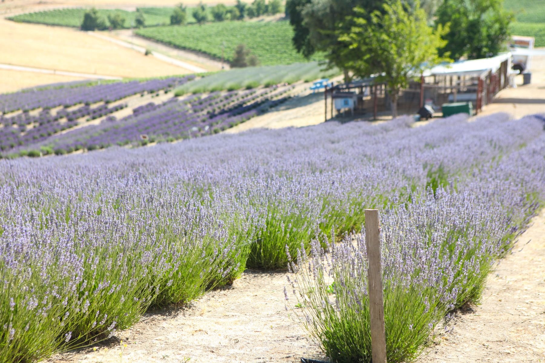 Plan Your Visit | Hambly Lavender Farm — U-Pick, Tours & Sunset ...