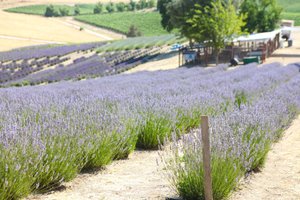 Plan Your Visit | Hambly Lavender Farm — U-Pick, Tours & Sunset ...