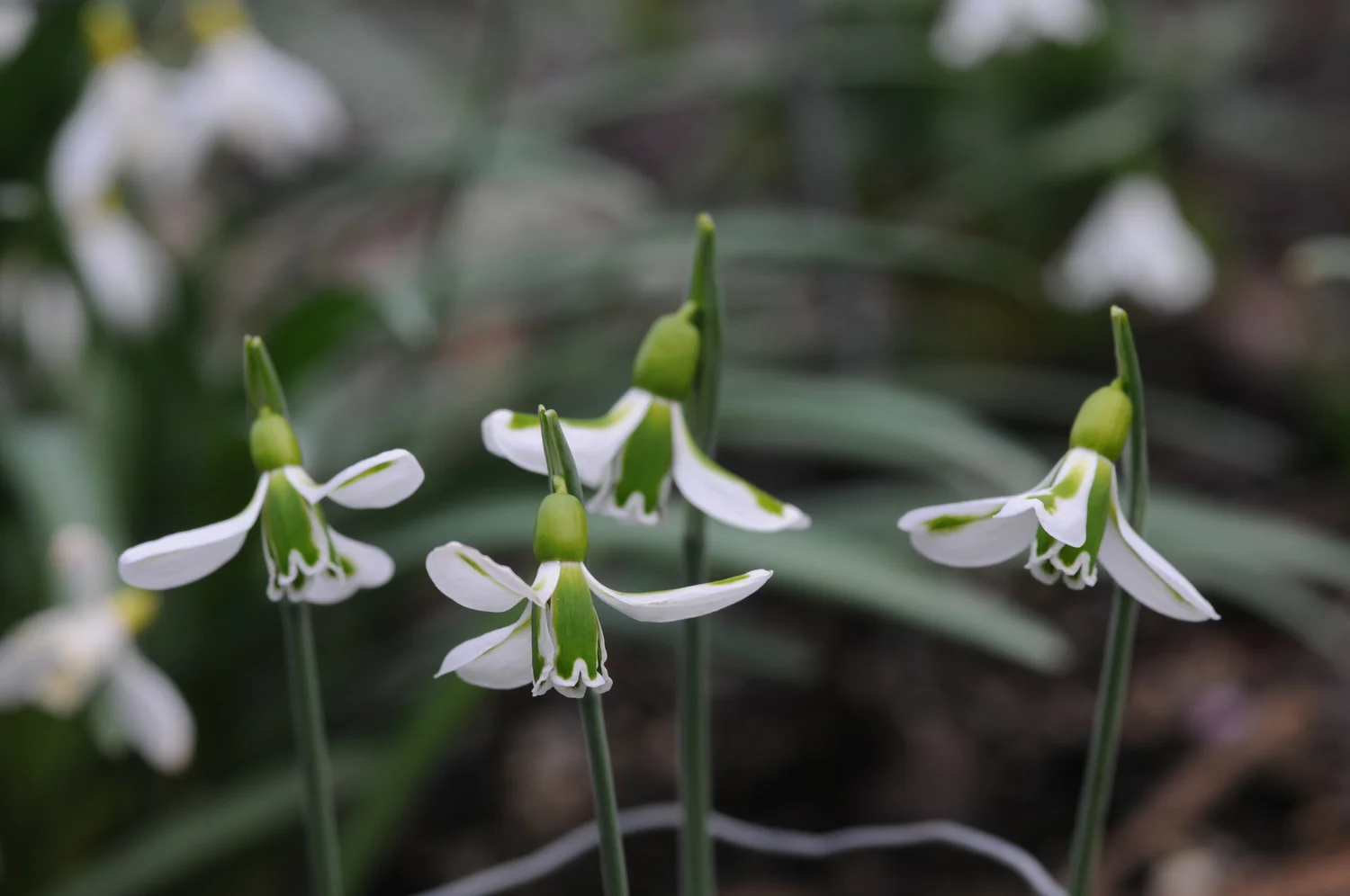 RB Snowdrops — Snowdrops