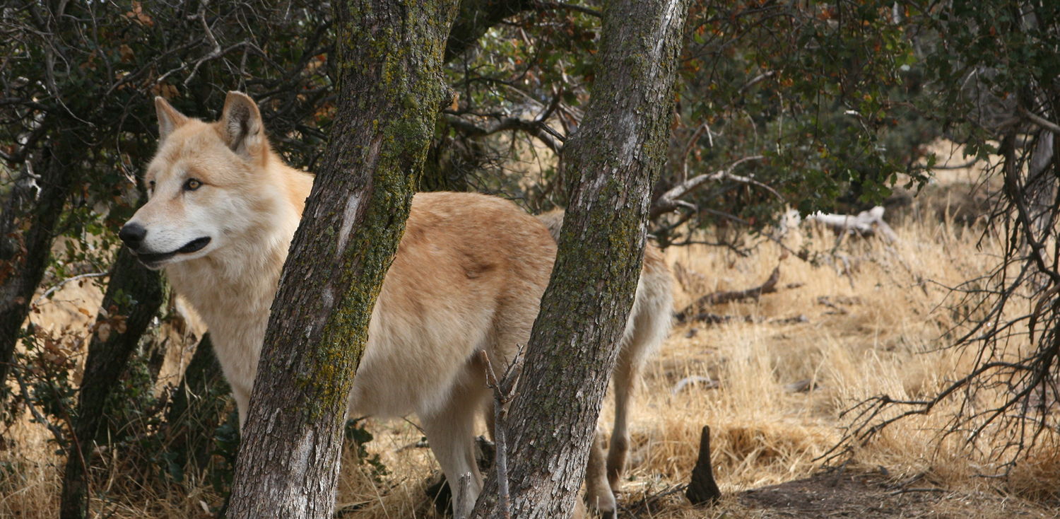 Wolves in California | California Wolf Center