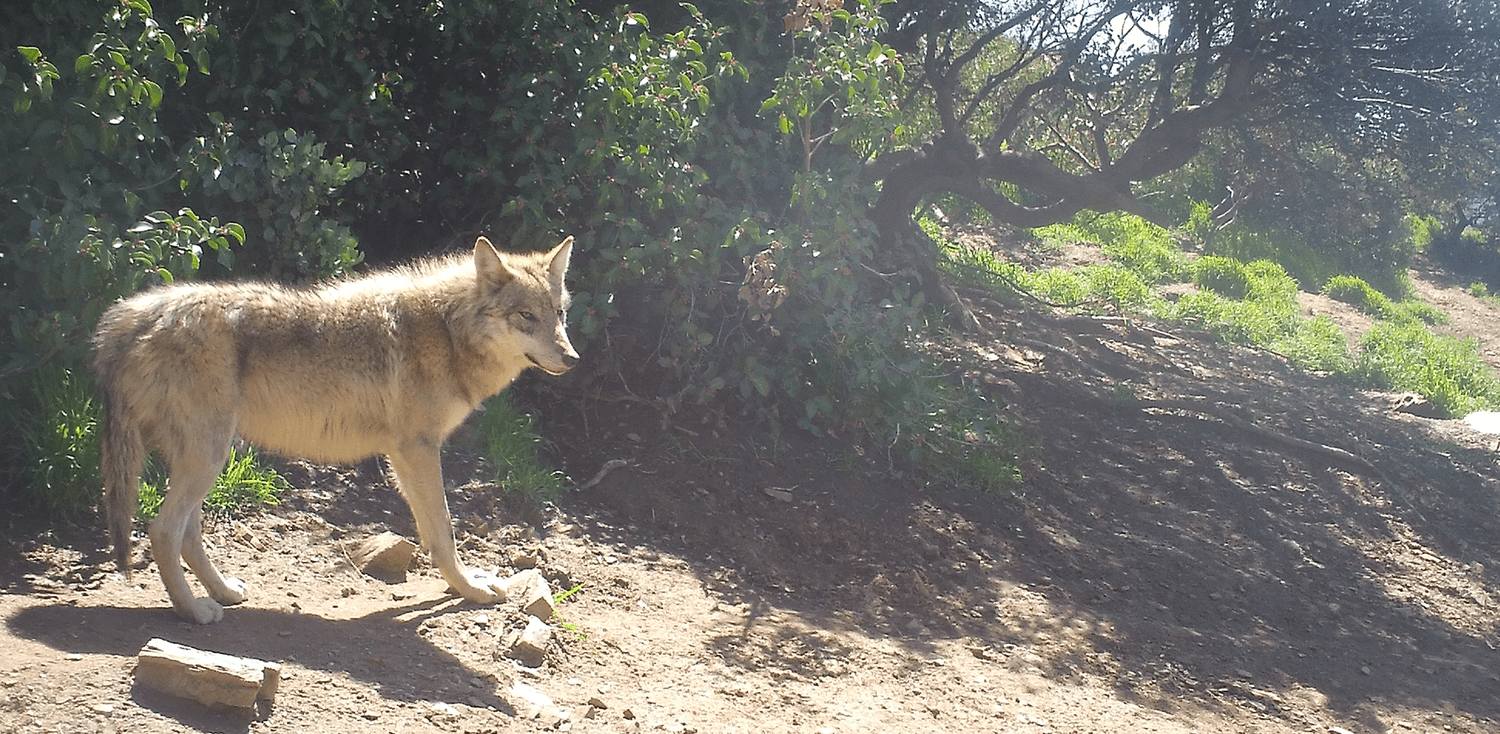 Wolves in California | California Wolf Center