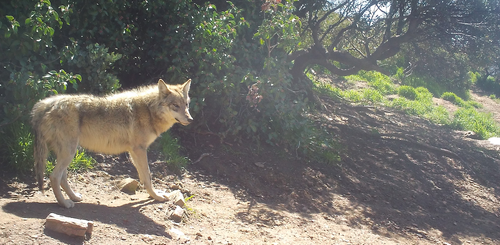 Wolves in California | California Wolf Center