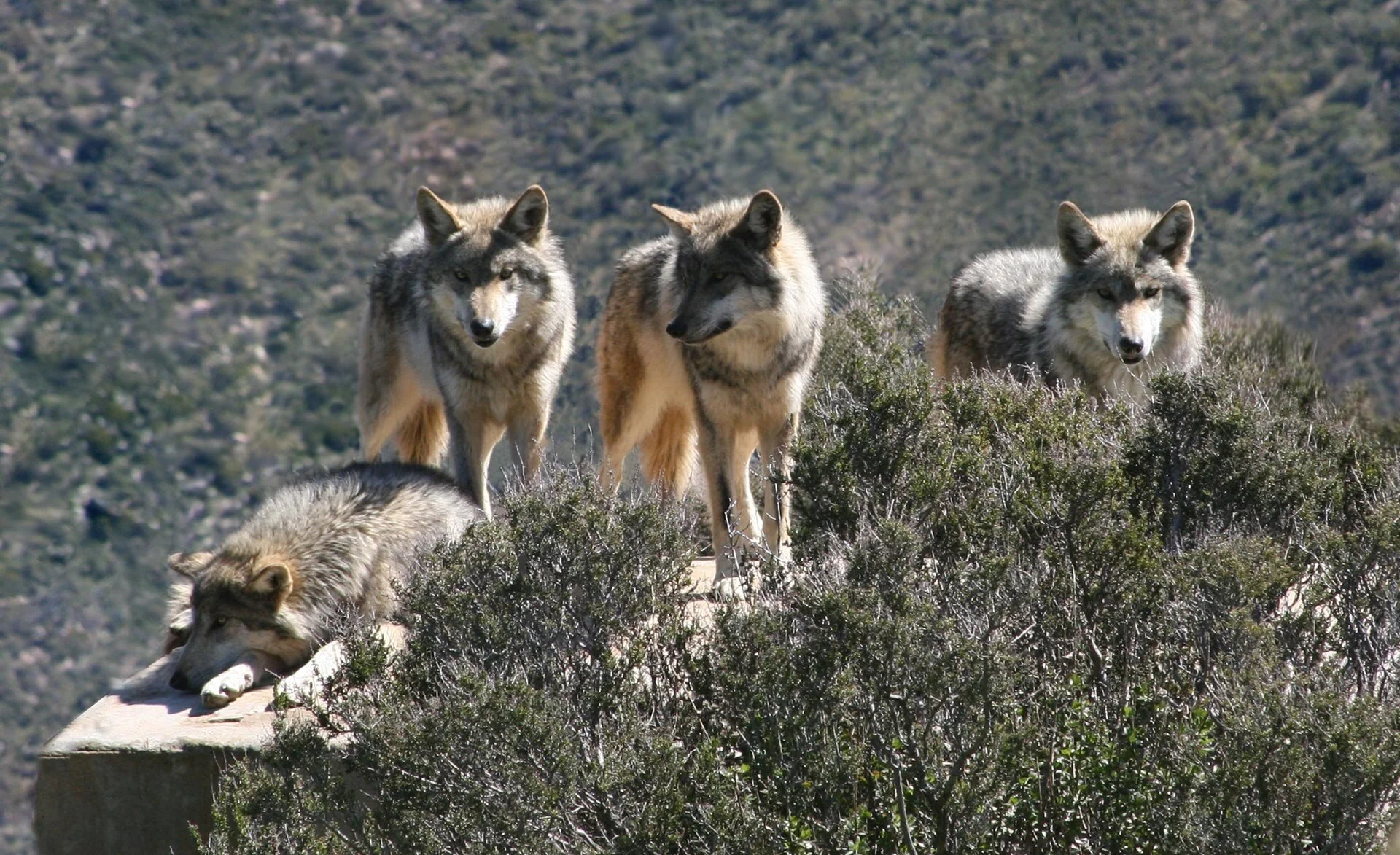 Tours | California Wolf Center