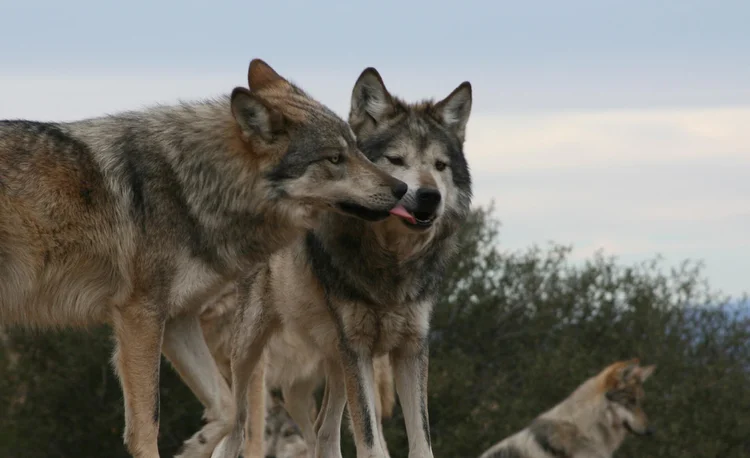 Visit | California Wolf Center