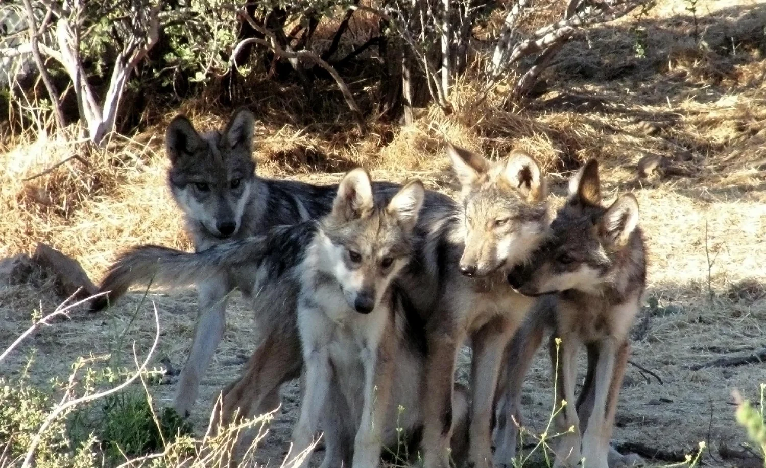 Sponsor a Wolf | California Wolf Center
