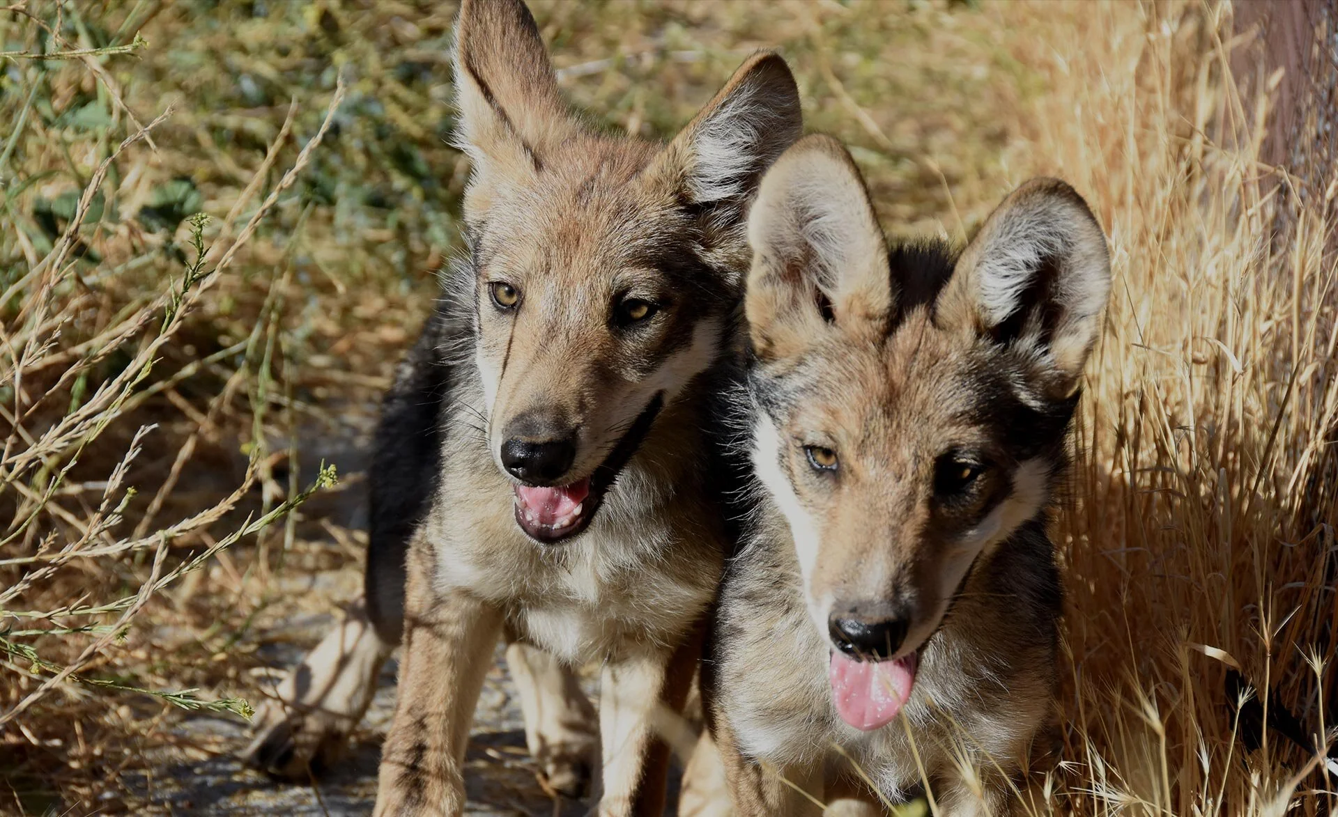 California Wolf Center
