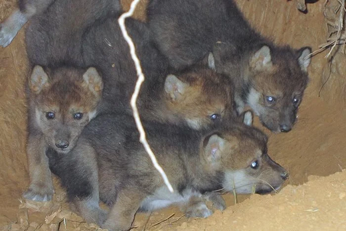 Mexican Wolf Breeding Success | California Wolf Center