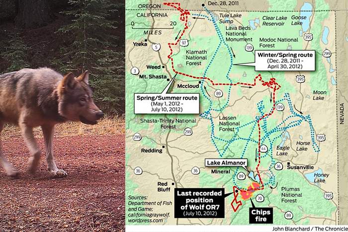 Wolves in California | California Wolf Center