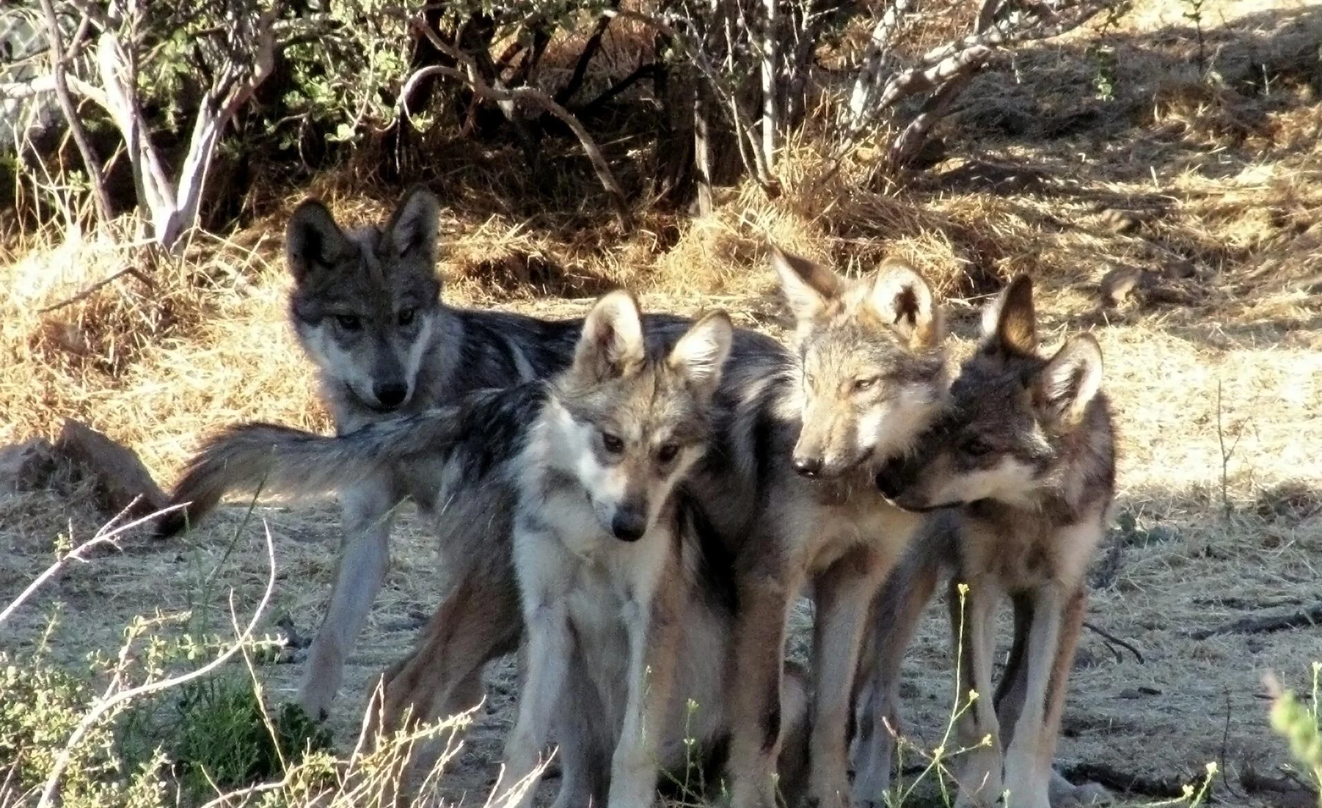 California Wolf Center