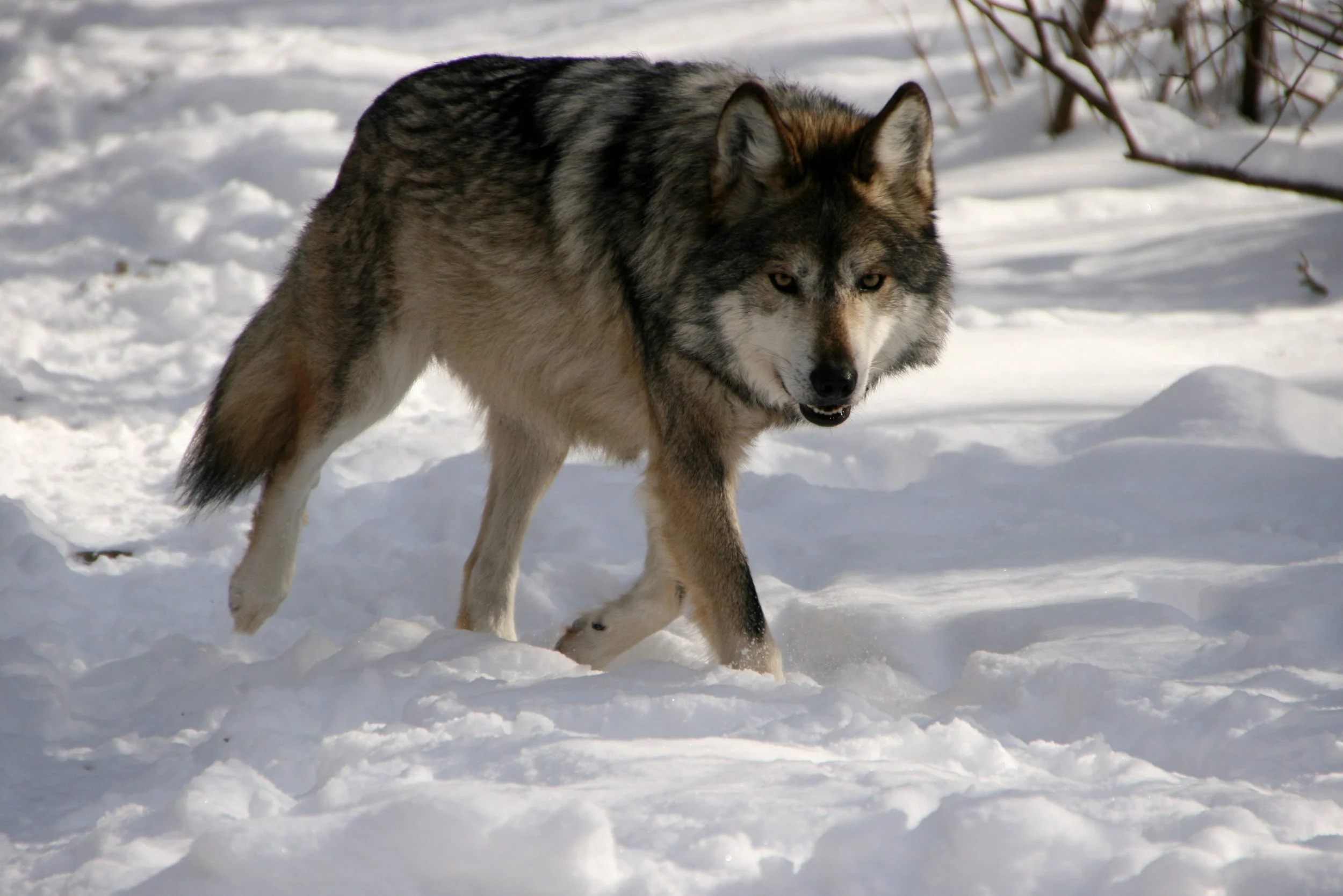 Sponsor A Wolf | California Wolf Center