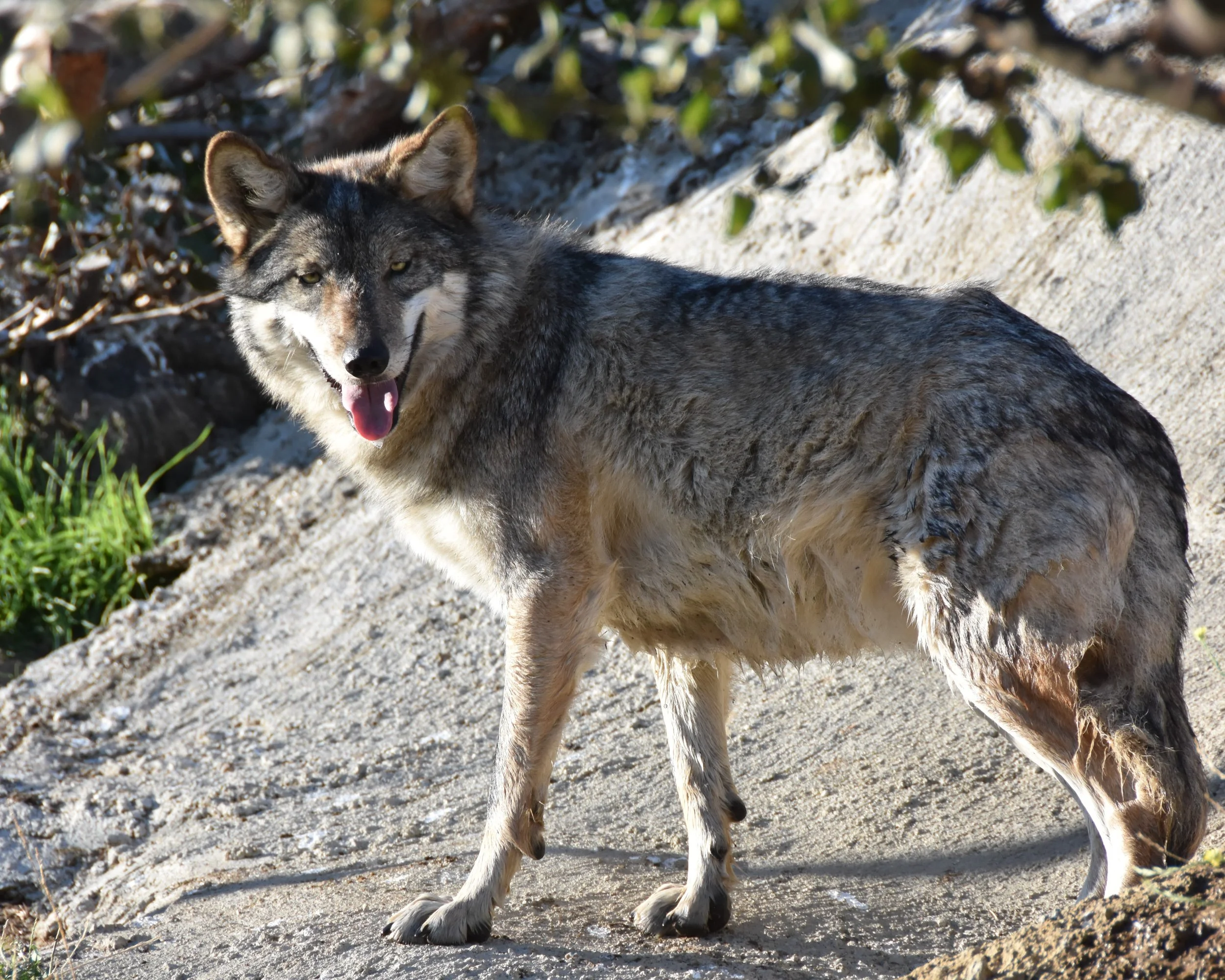 Sponsor a Wolf | California Wolf Center