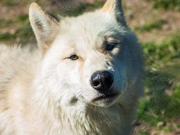 Sponsor a Wolf | California Wolf Center