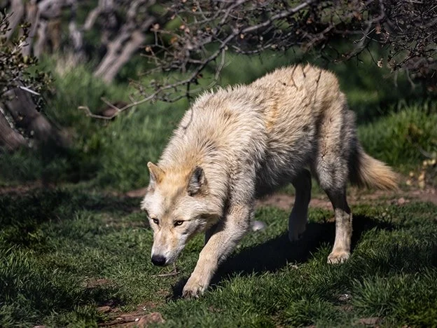 Sponsor a Wolf | California Wolf Center