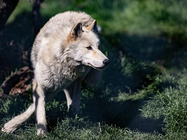 Sponsor a Wolf | California Wolf Center