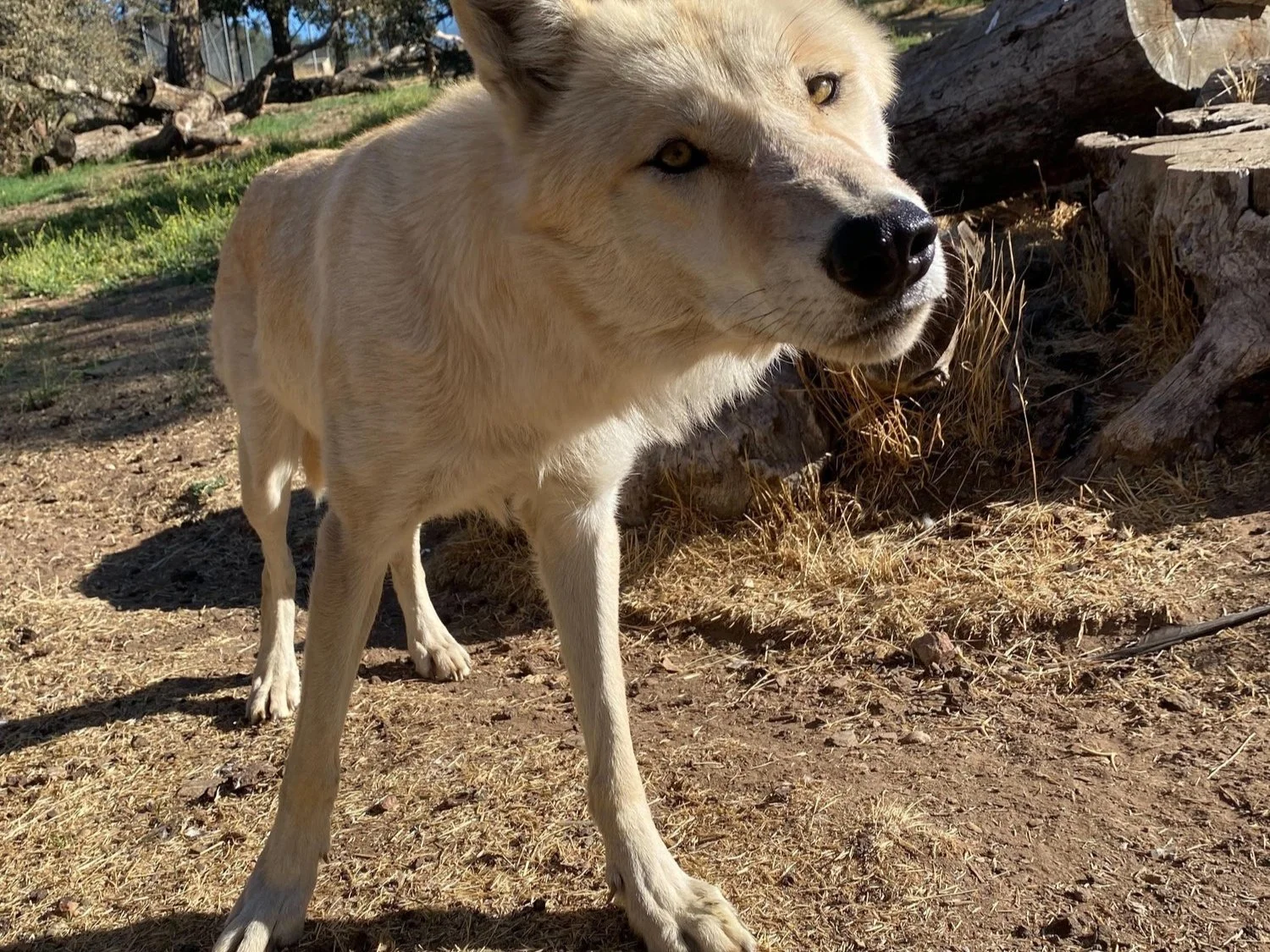 Sponsor a Wolf | California Wolf Center