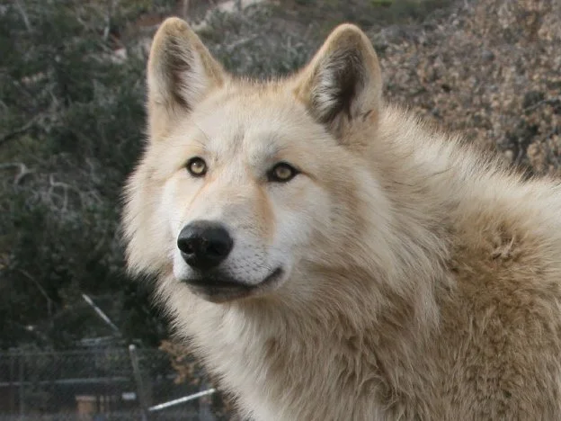 Sponsor a Wolf | California Wolf Center